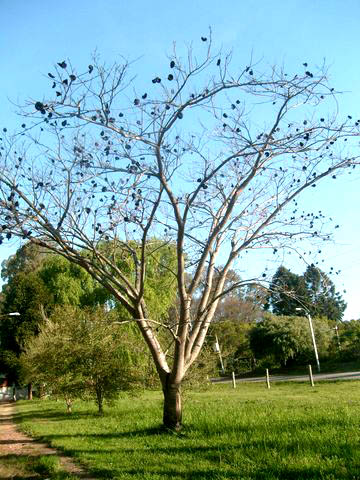 Vivero Montenativo, flora de Uruguay
